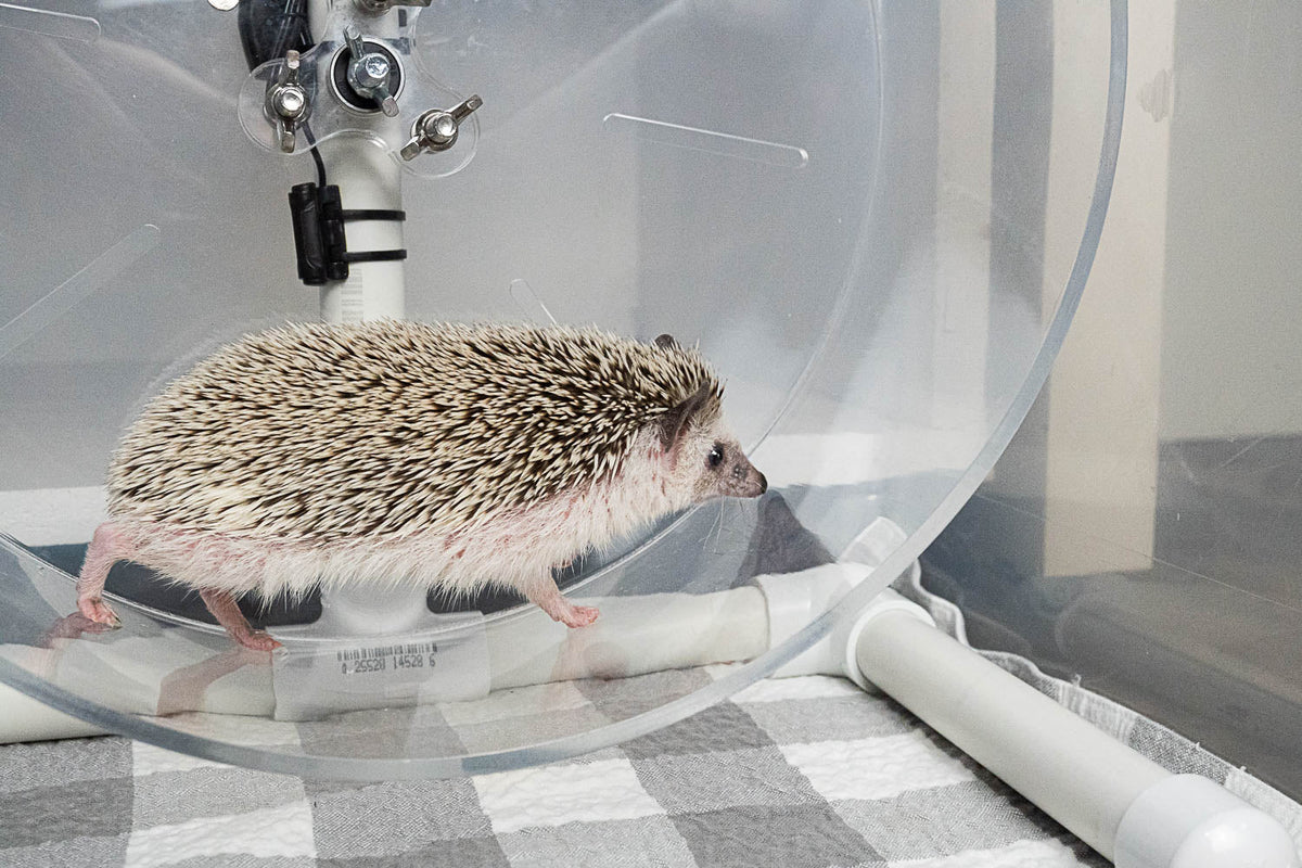 How to Track Your Hedgehog's Wheel Activity Using a Bike Computer ...