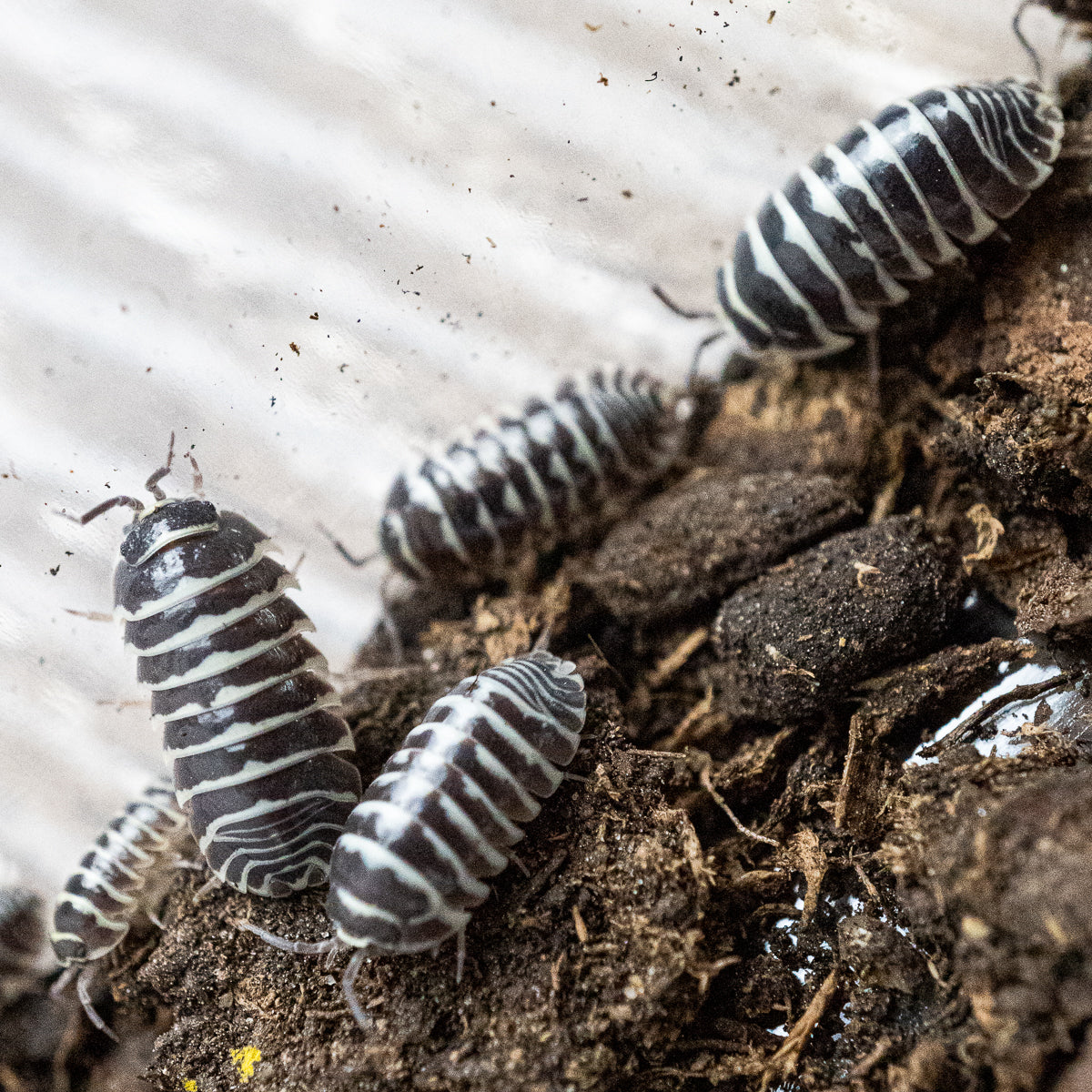 Isopods - Zebra – Hedgehog Precision