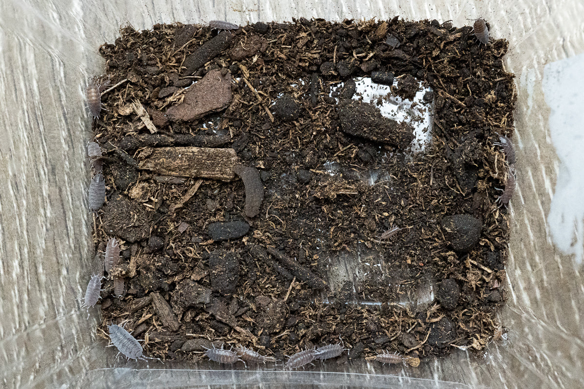 Isopods - Powder Blue – Hedgehog Precision