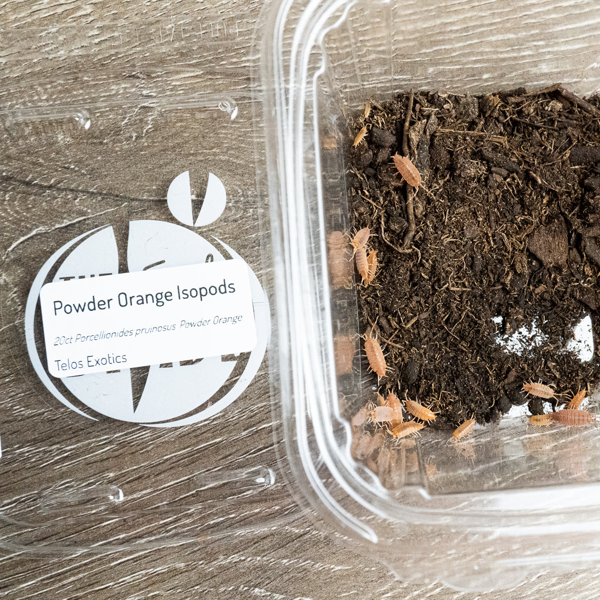 Isopods - Powder Orange – Hedgehog Precision