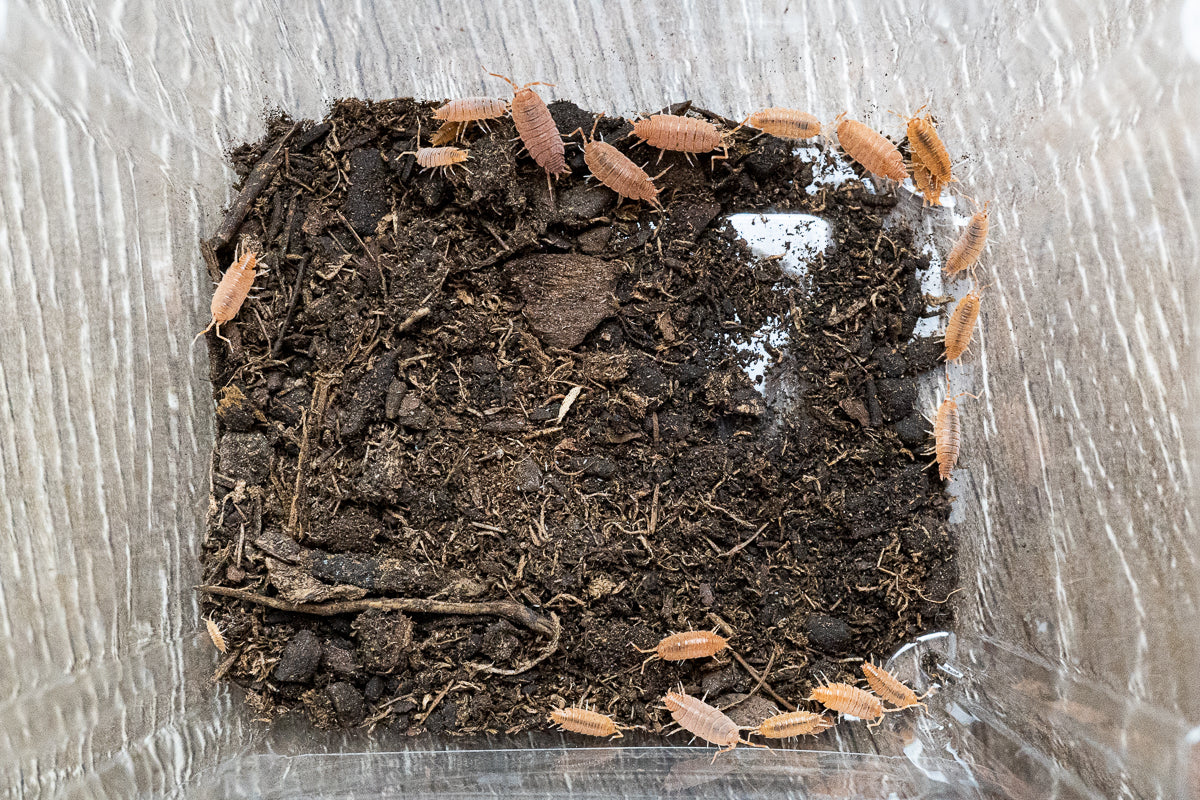 Isopods - Powder Orange – Hedgehog Precision