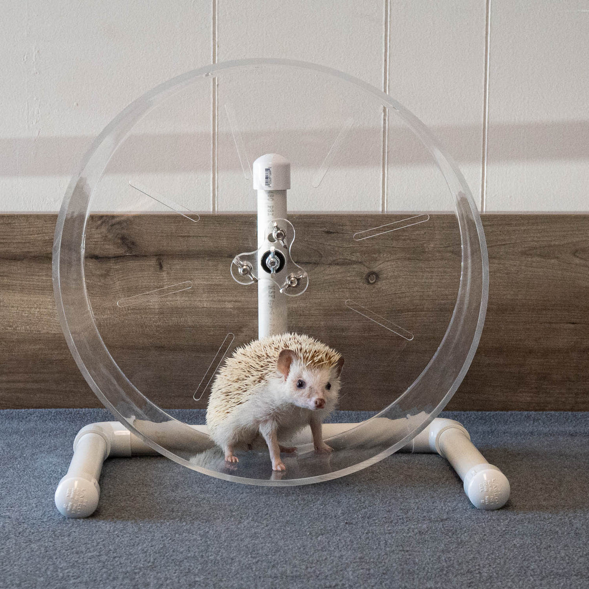 Acrylic Wheel – Large Hedgehog Exercise Wheel | Hedgehog Precision