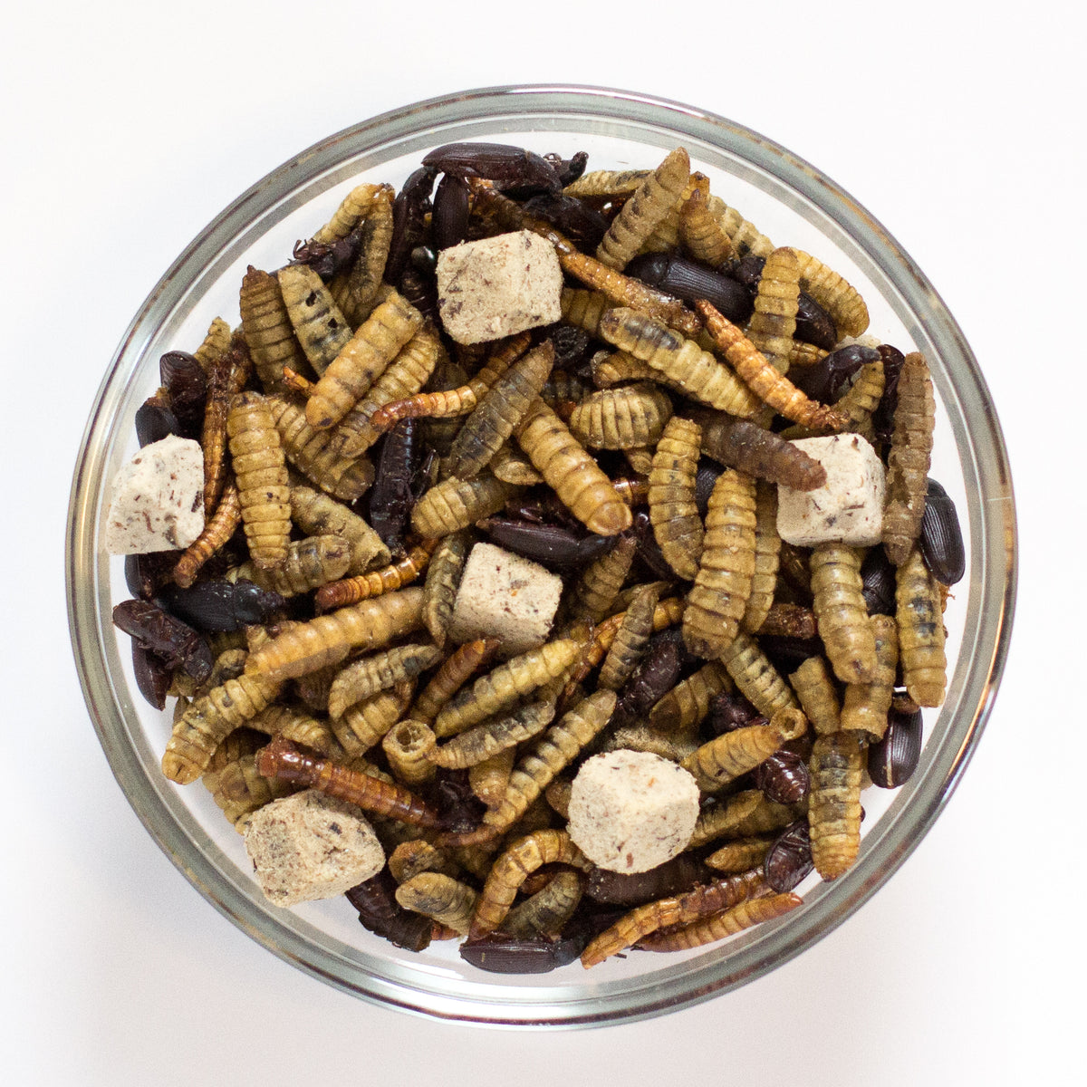 Trail Mix Insect Blend – Hedgehog & Exotic Pet Treats – Hedgehog Precision