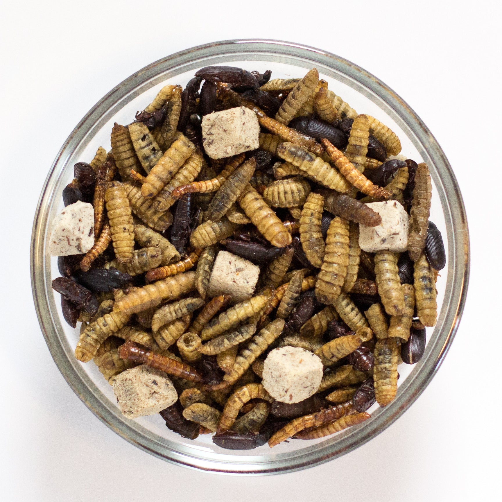 Dried Insects & Treats – Hedgehog Precision