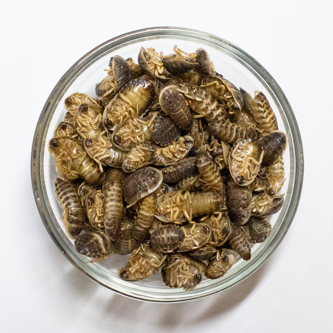 Dried Insects & Treats – Hedgehog Precision