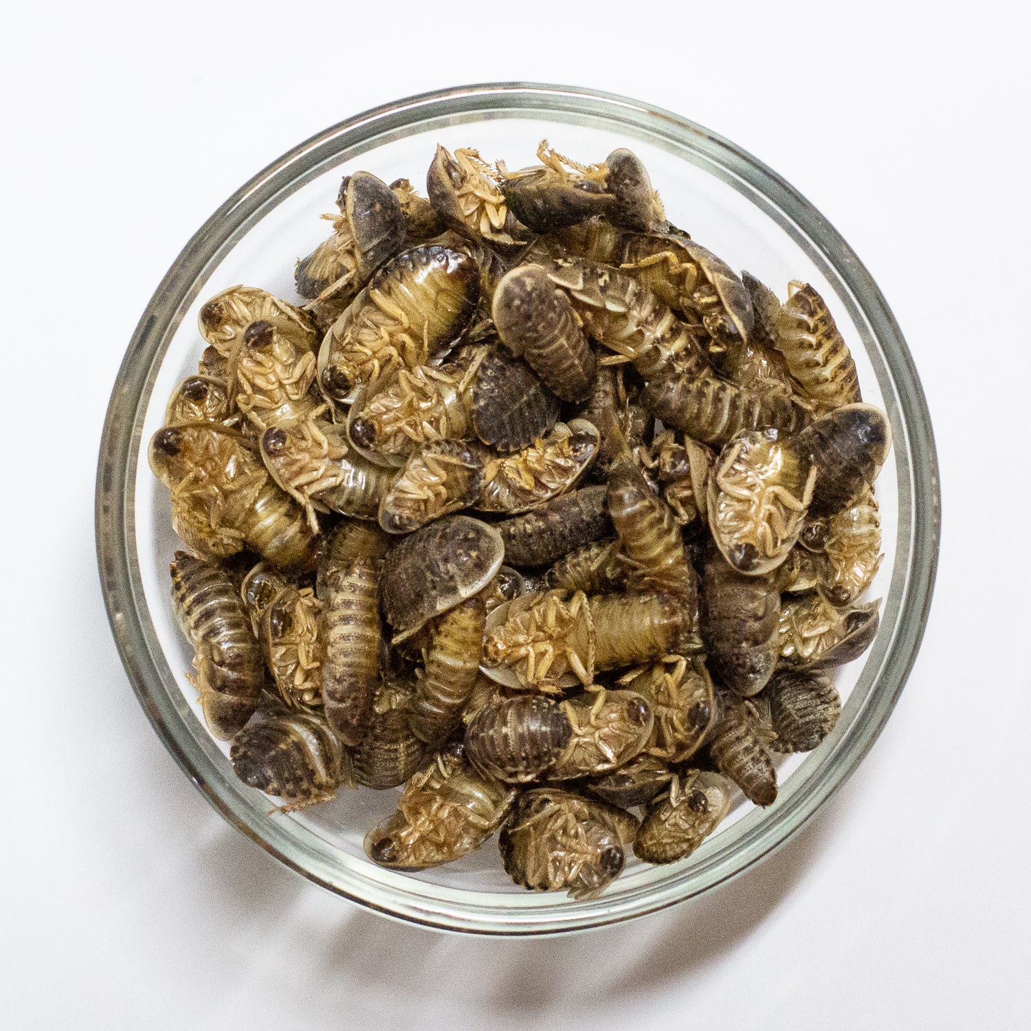 Dried Insects & Treats – Hedgehog Precision